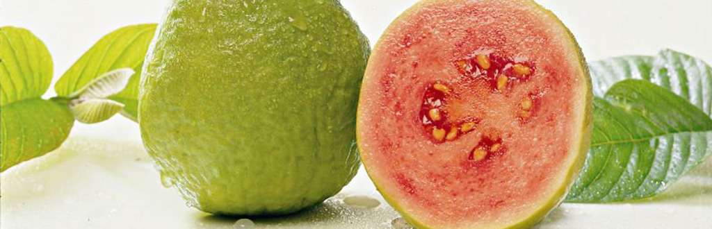 Goiaba: Como Comprar e Conservar! - Receitas de Minuto - A Solução ...